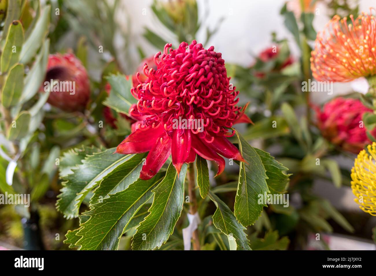 Bright inflorescence of the Waratah, Telopea speciosissima, an ...