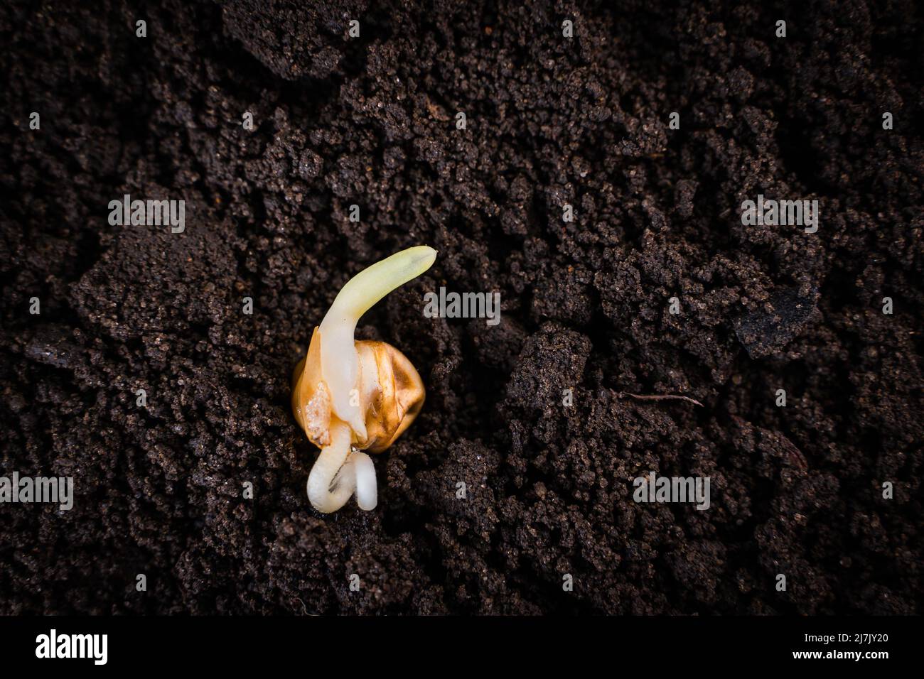 Earth up sweet corn hi-res stock photography and images - Alamy