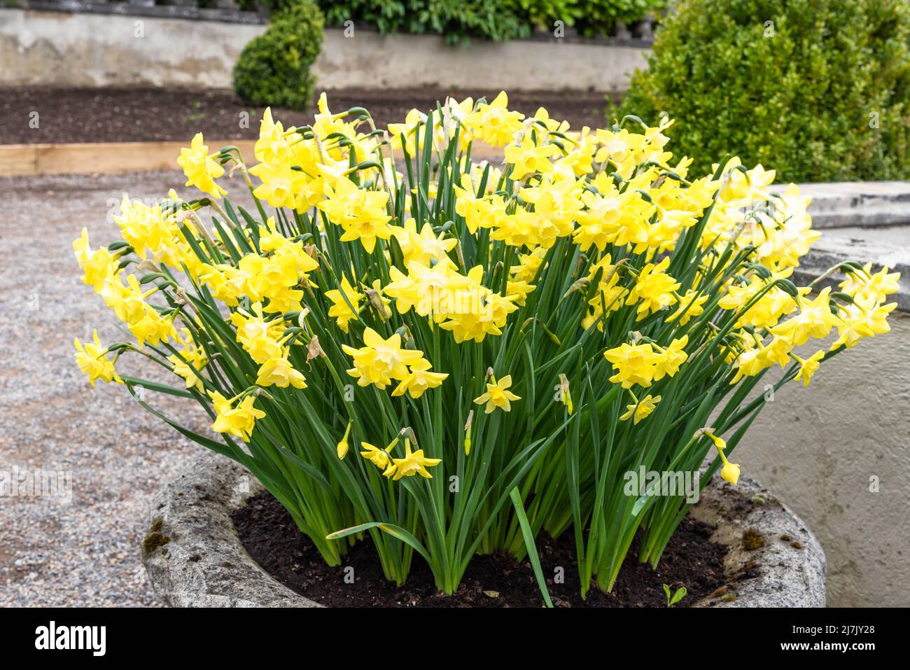 Narcissus pipit hi-res stock photography and images - Alamy