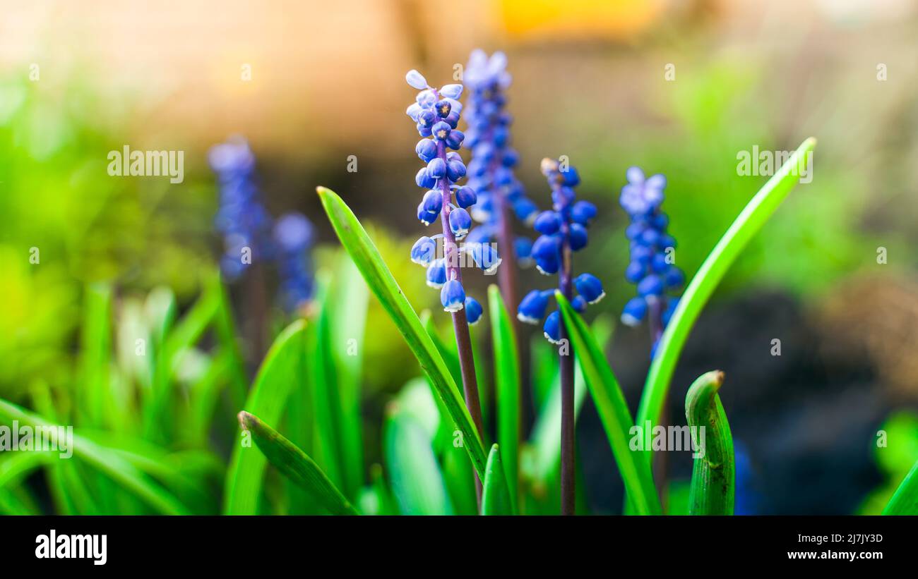 Mouse hyacinth flower hi-res stock photography and images - Alamy