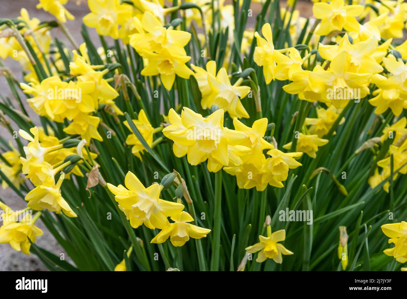 Yellow daffodil, Narcissus Pipit Stock Photo - Alamy