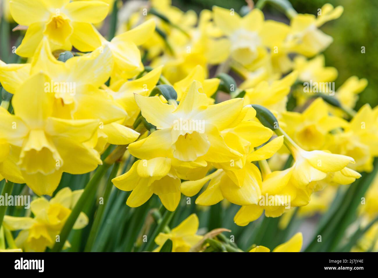 Yellow daffodil, Narcissus Pipit Stock Photo - Alamy
