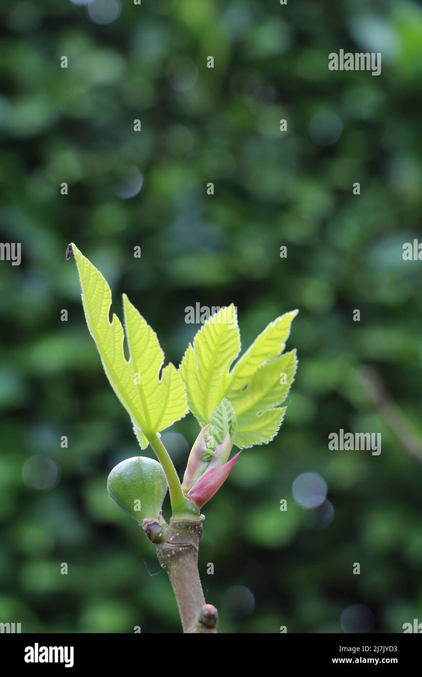 twig with baby figs and fig leaves budding Stock Photo - Alamy