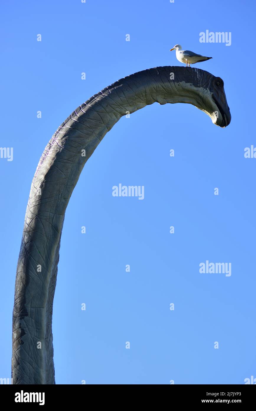 Seagull perching on head of a reconstruction of Brontosaurus dinosaur ...