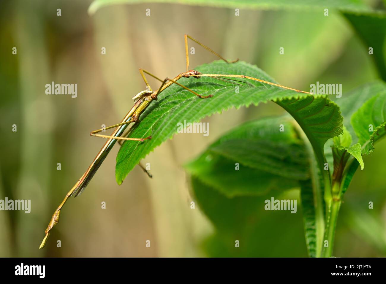 Large animal resembling hi-res stock photography and images - Alamy