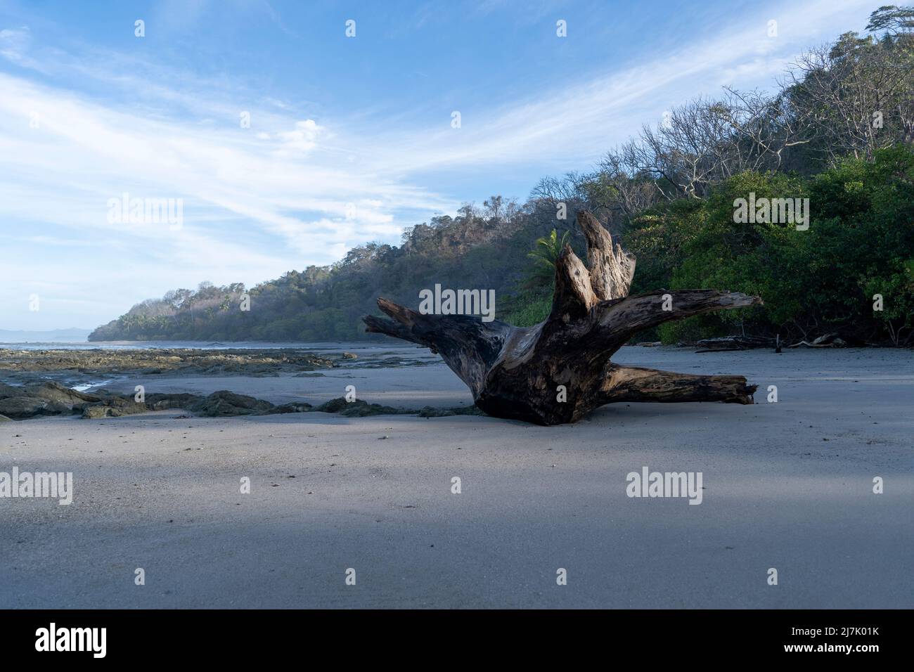 Beautiful empty beach with big peace of drift wood. Tropical exotic ...
