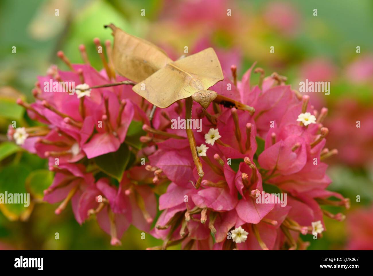 Dead leaf mantis insect showing its camouflage to capture prays Stock ...