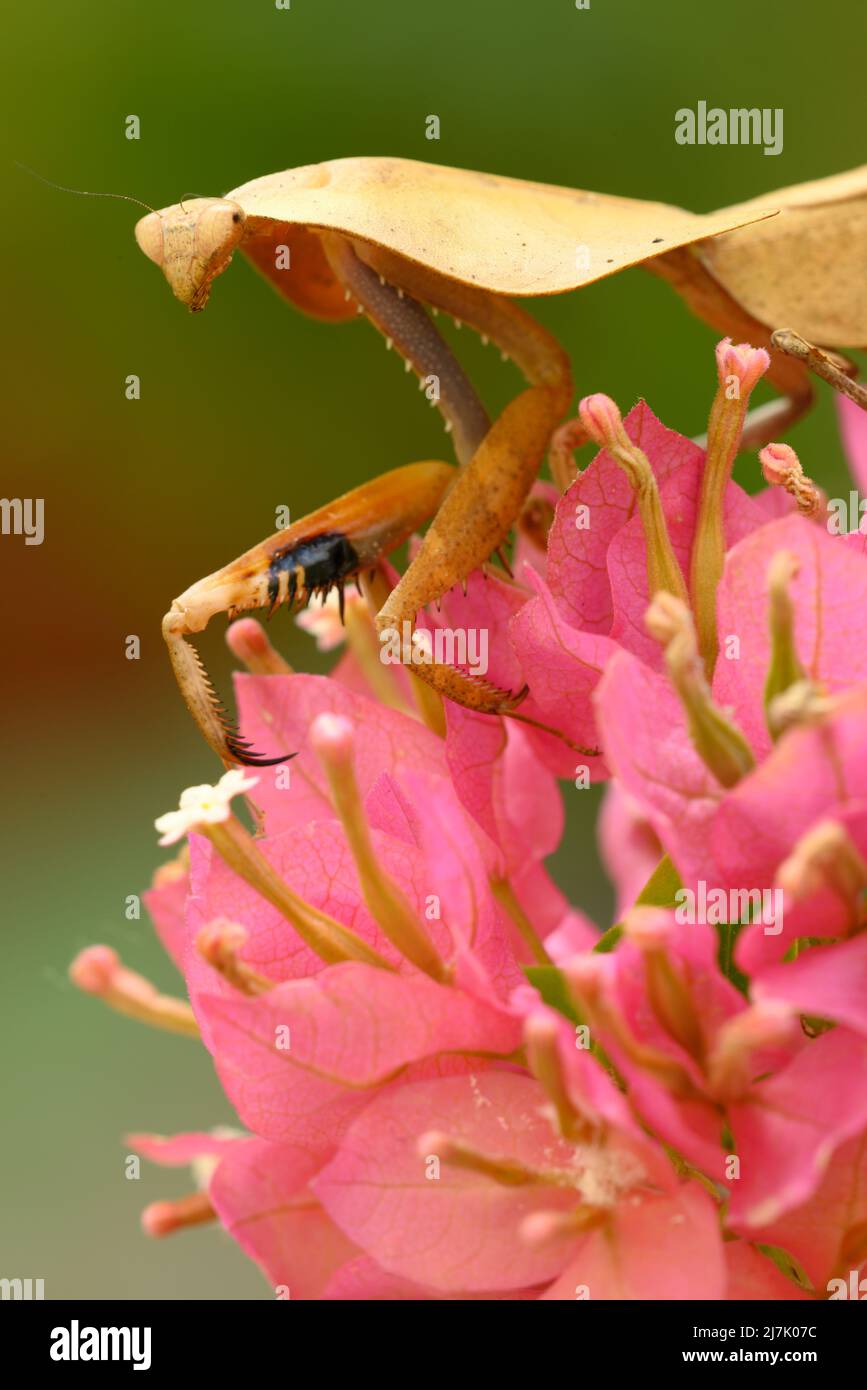 Dead leaf mantis insect showing its camouflage to capture prays Stock ...