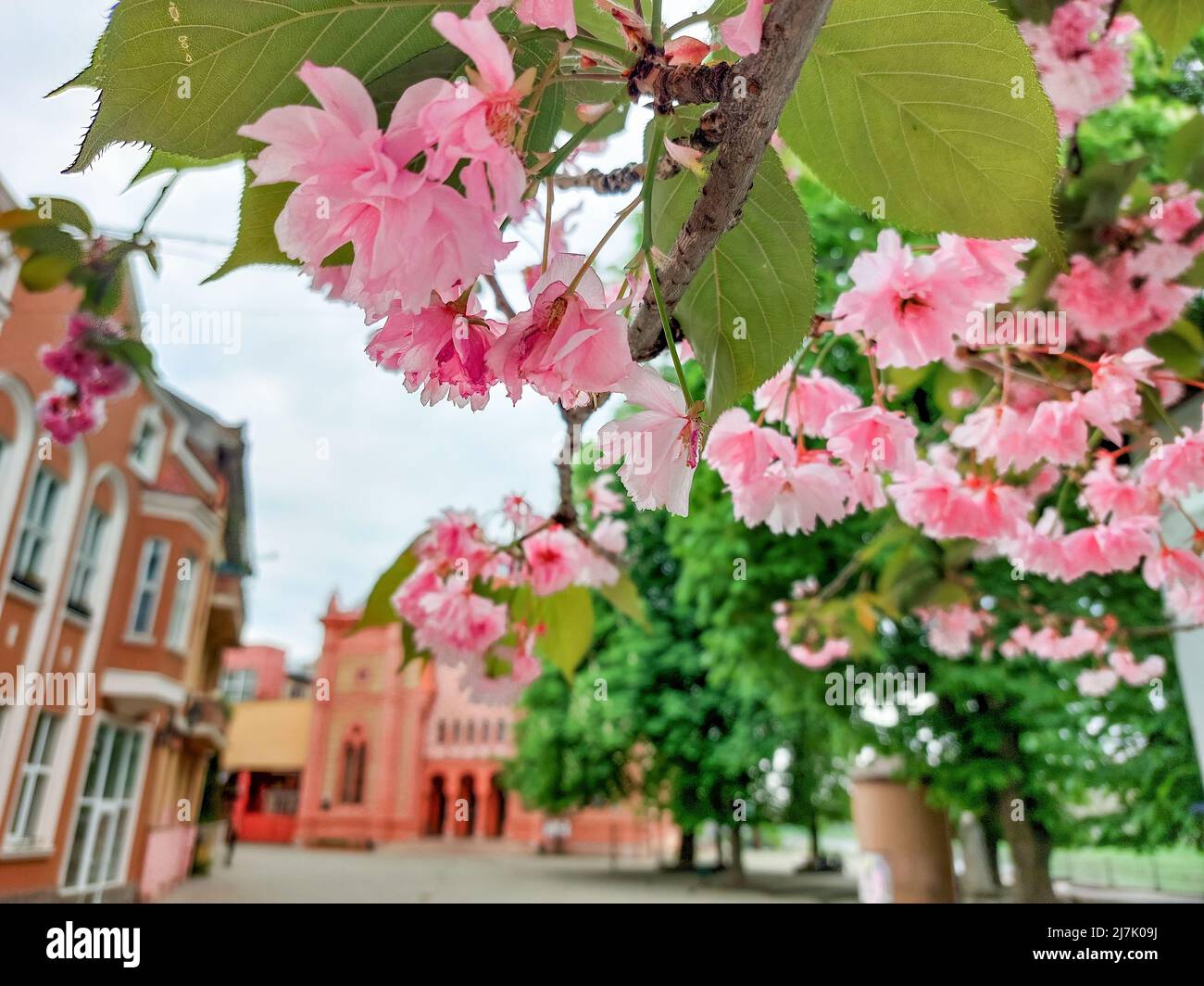 Blooming sakura trees hi-res stock photography and images - Alamy