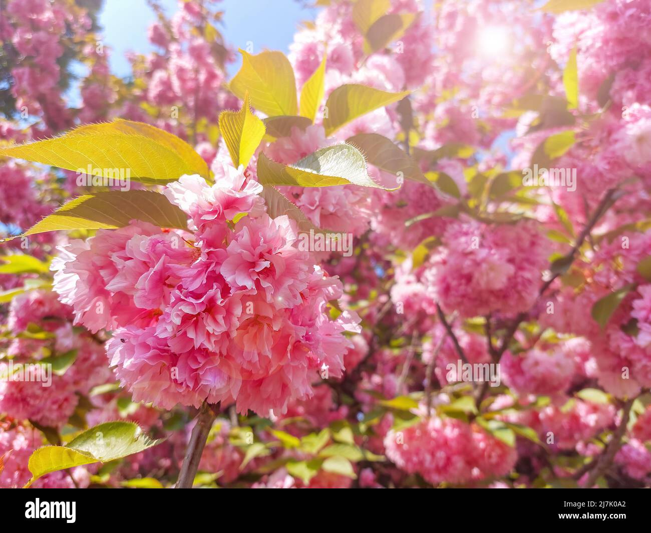 Blooming sakura flowers with sun flare. Colorful spring background ...