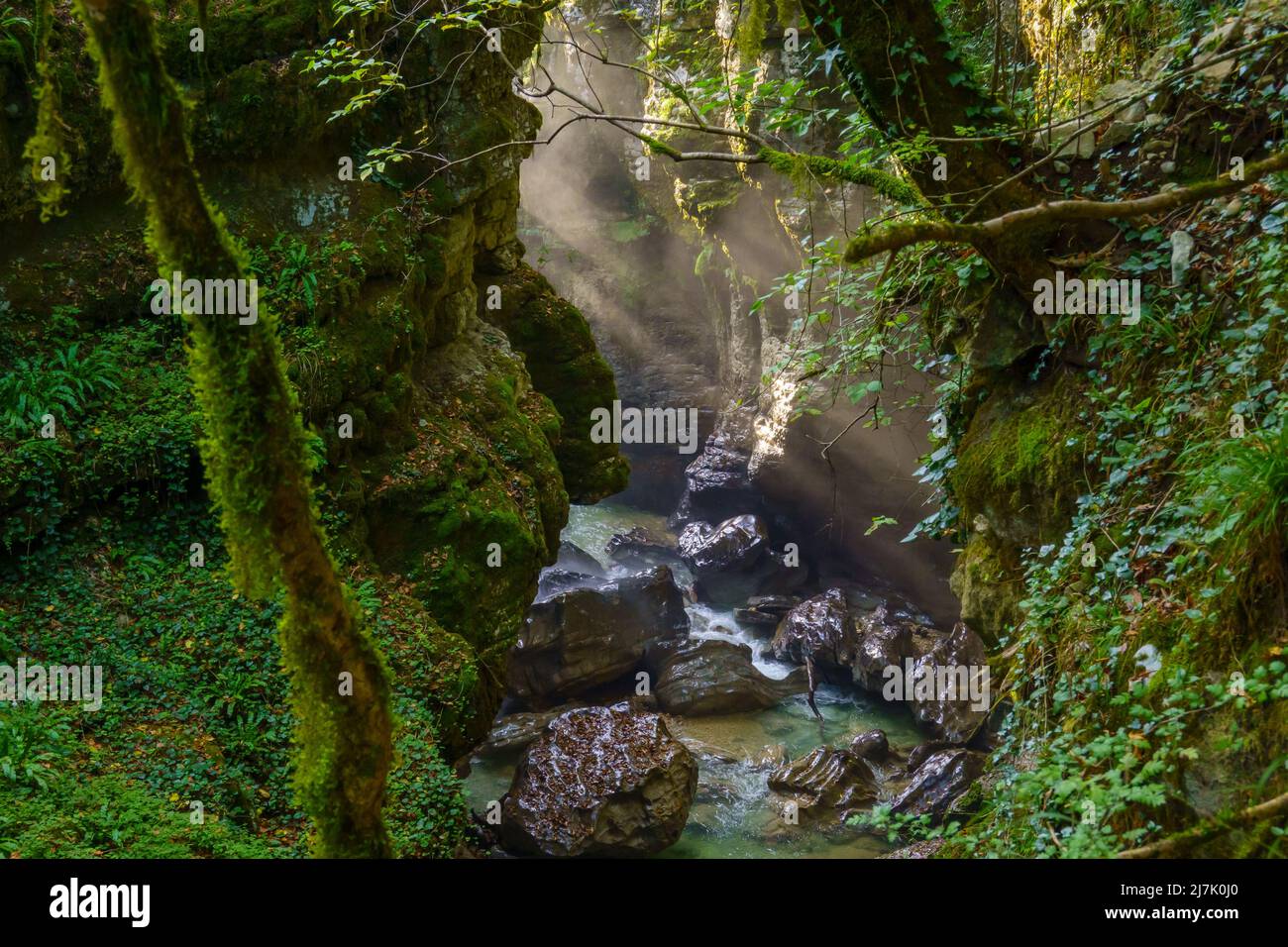 Green ravine with clean river Stock Photo - Alamy