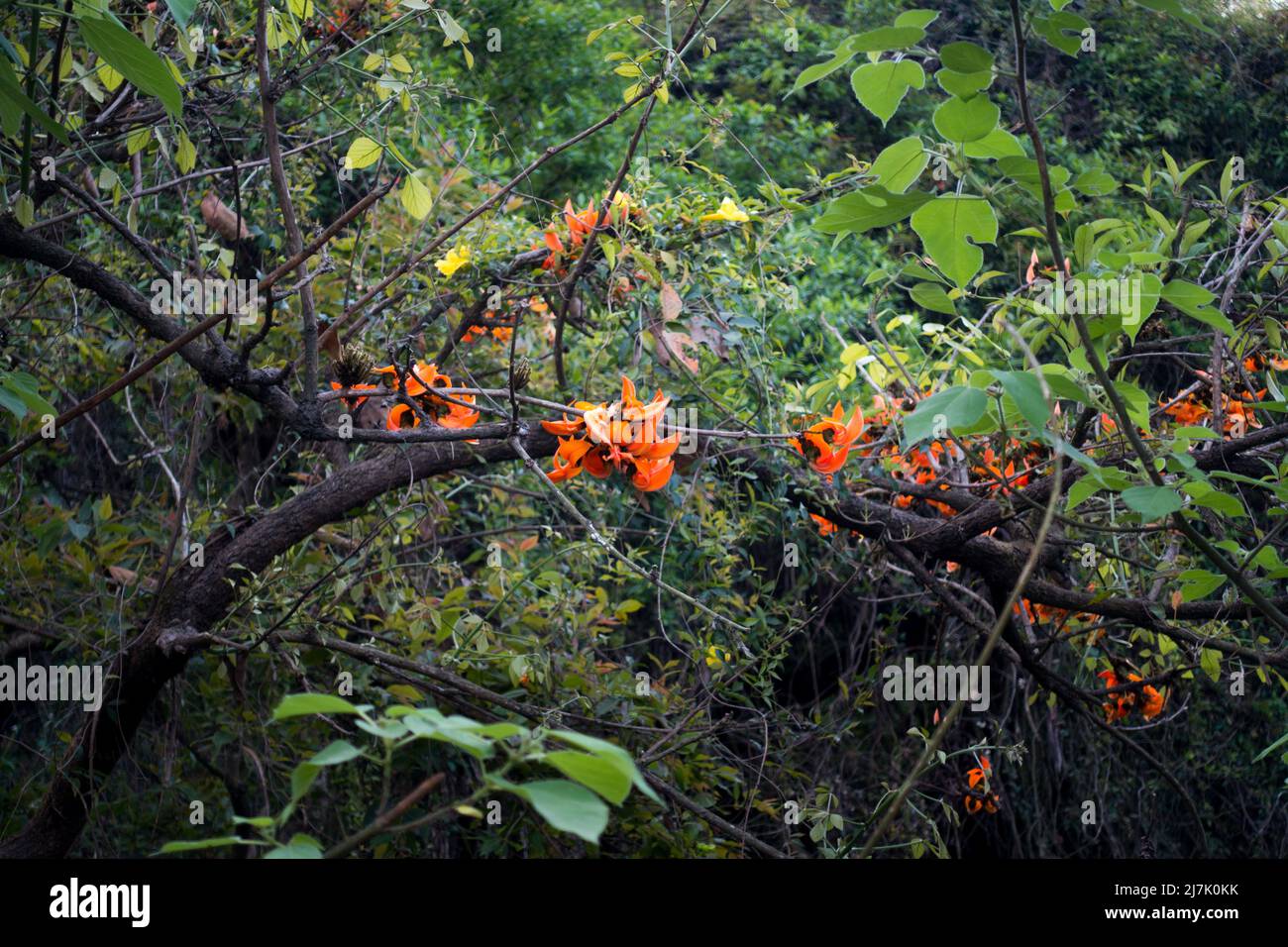 Ficus Religiosa Flower