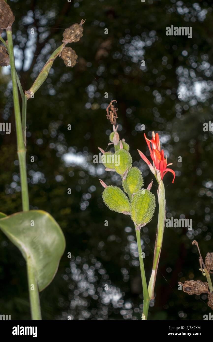 Canna indica hi-res stock photography and images - Alamy