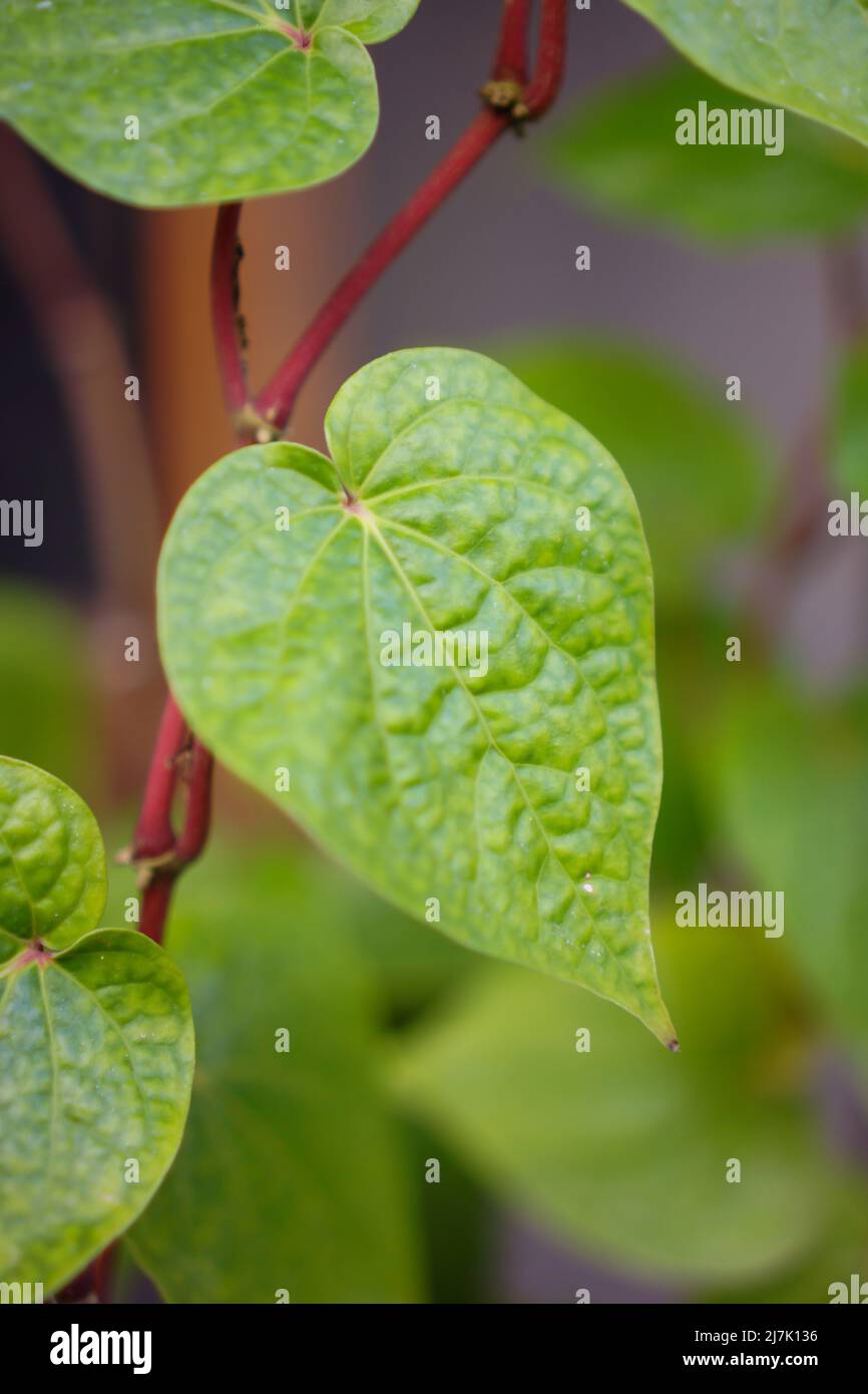 Betel plants hi-res stock photography and images - Alamy