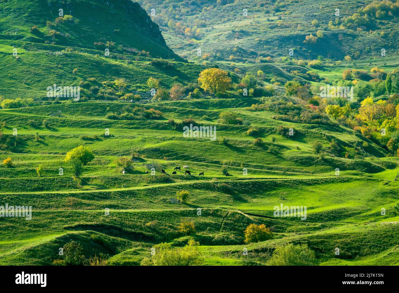 Green pasture on mountain slope Stock Photo - Alamy