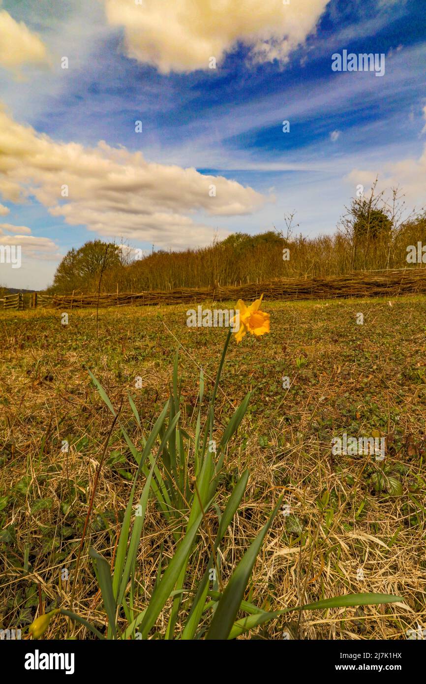 Wide angle view of Daffodil flowering in the wild under a blue sky ...