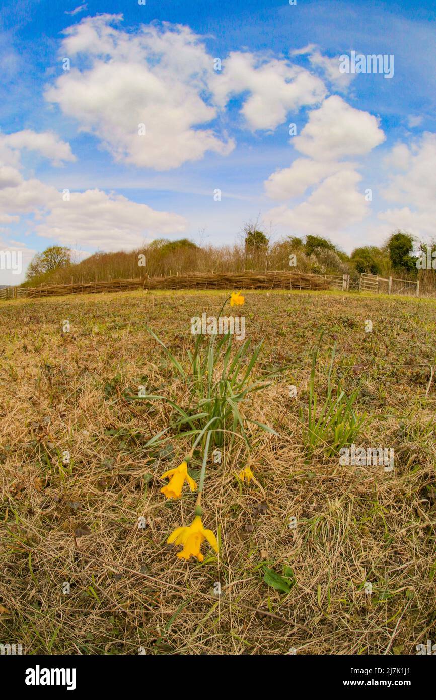 Wide angle view of Daffodil flowering in the wild under a blue sky ...