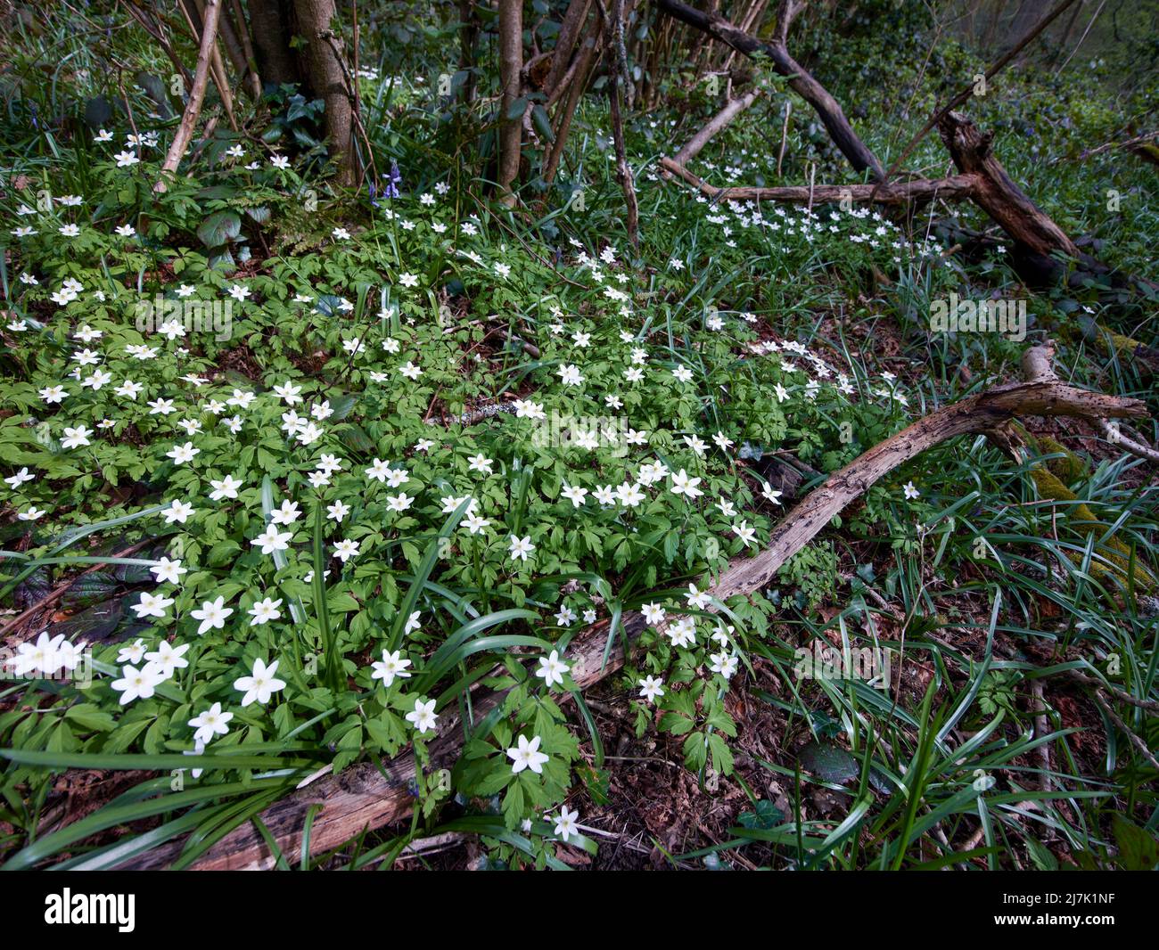 Delightful Wood anemone, Anemone nemorosa, flowering on a woodland ...