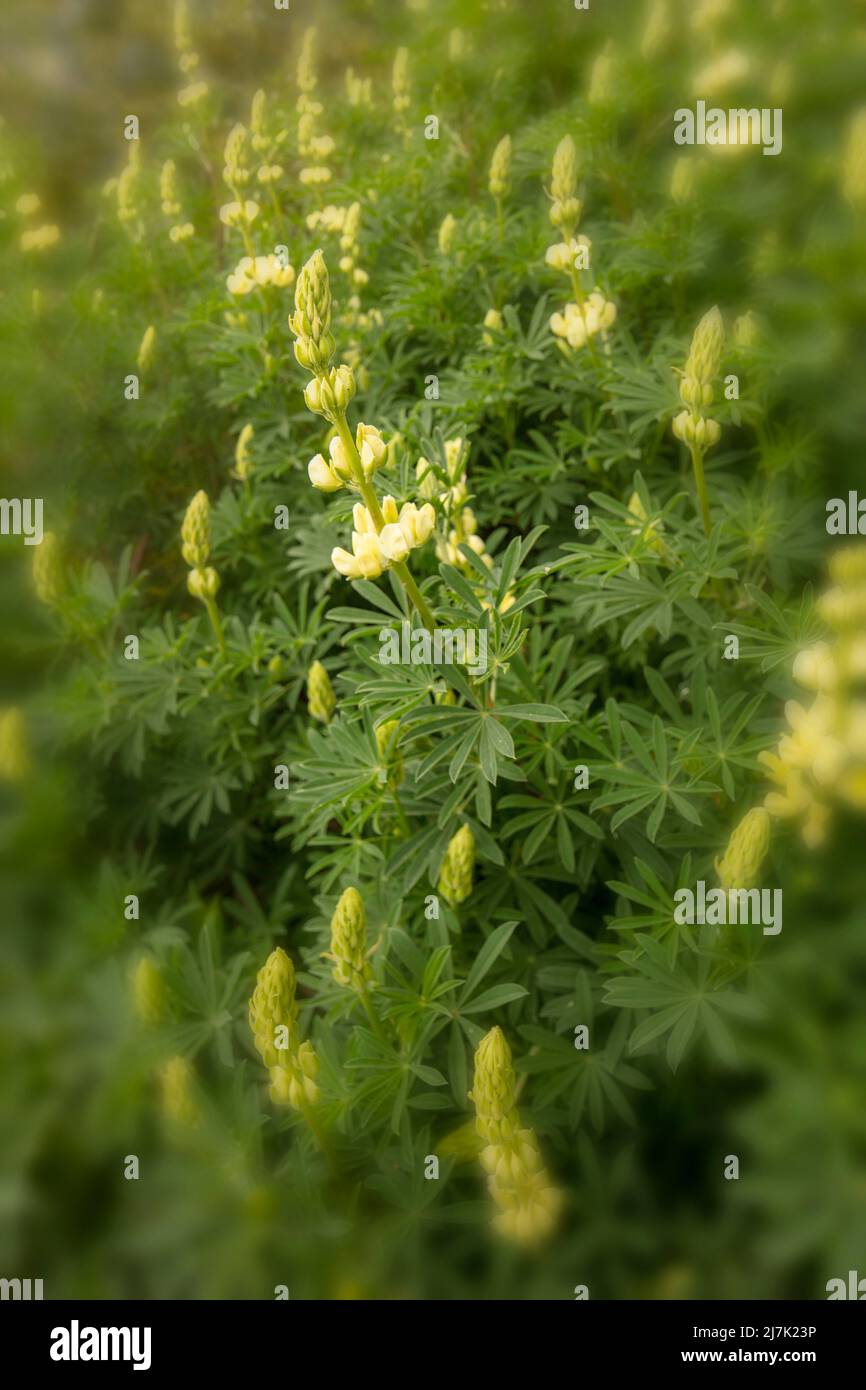 Massed ornamental Lupinus Arboreus (yellow bush lupine) flowering ...