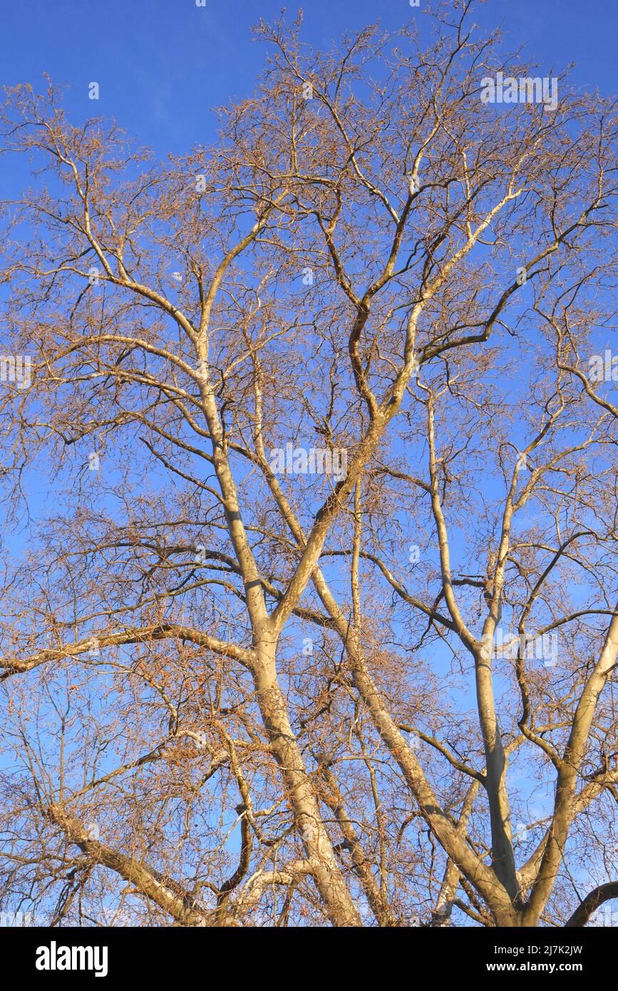 Plane tree, platanus, in early spring, in a garden, Szigethalom, Csepel ...