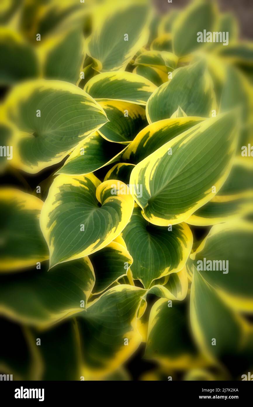 Semi abstract close-up plant portrait of Hosta 'First Frost’, plantain ...