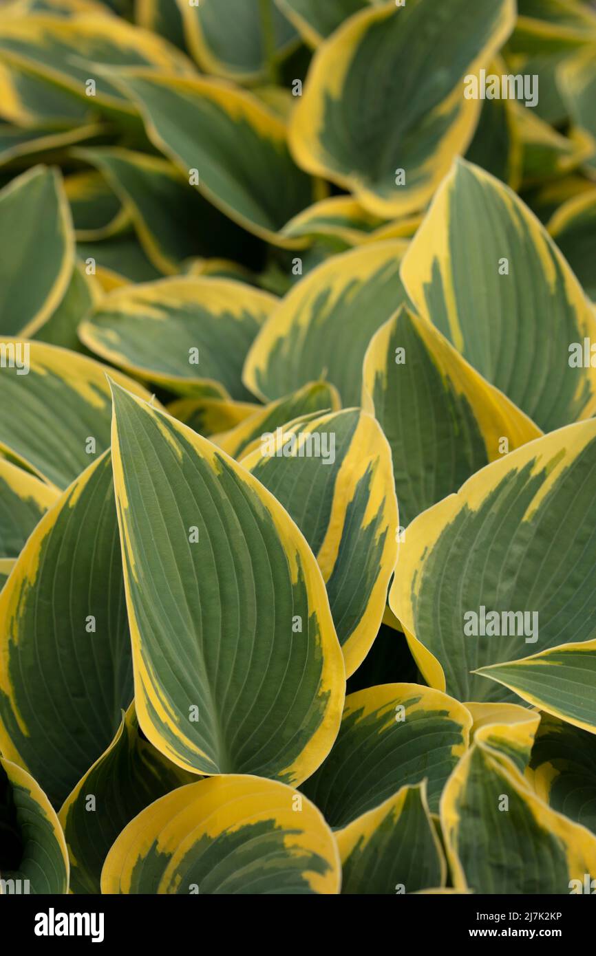 Semi abstract close-up plant portrait of Hosta 'First Frost’, plantain ...