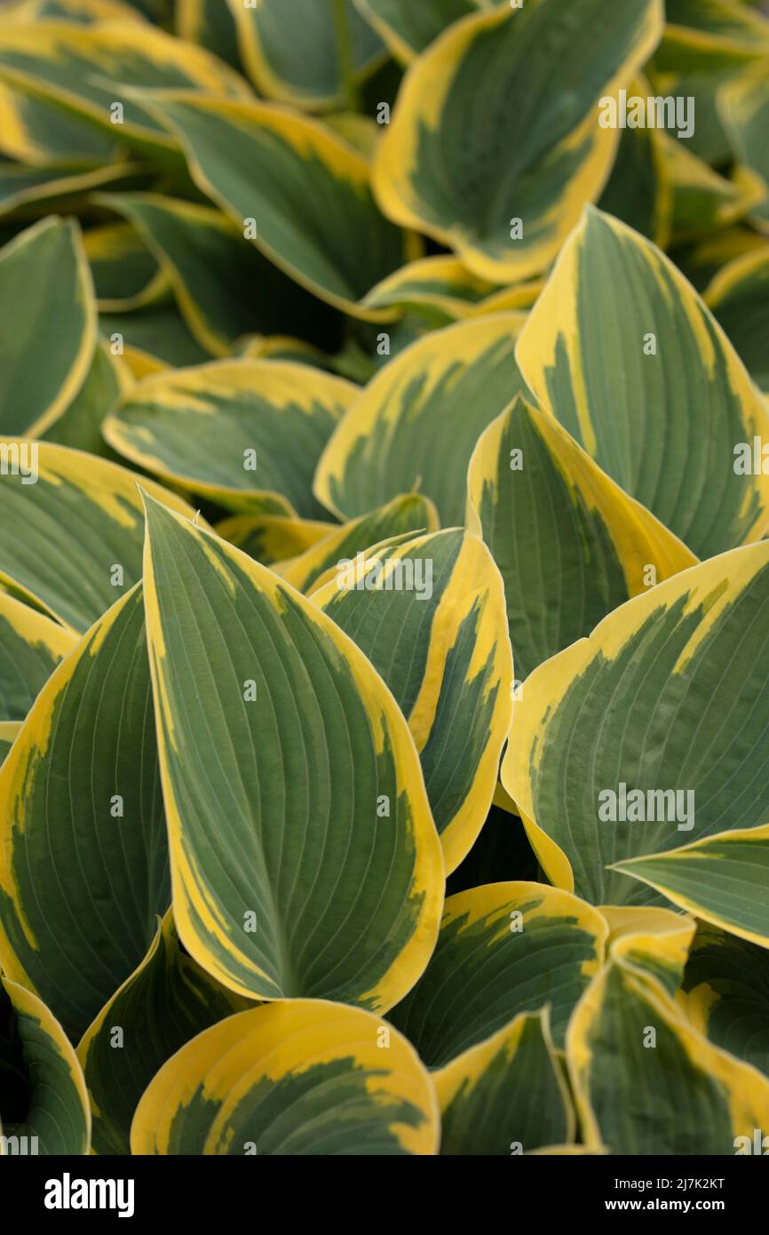 Semi abstract close-up plant portrait of Hosta 'First Frost’, plantain ...