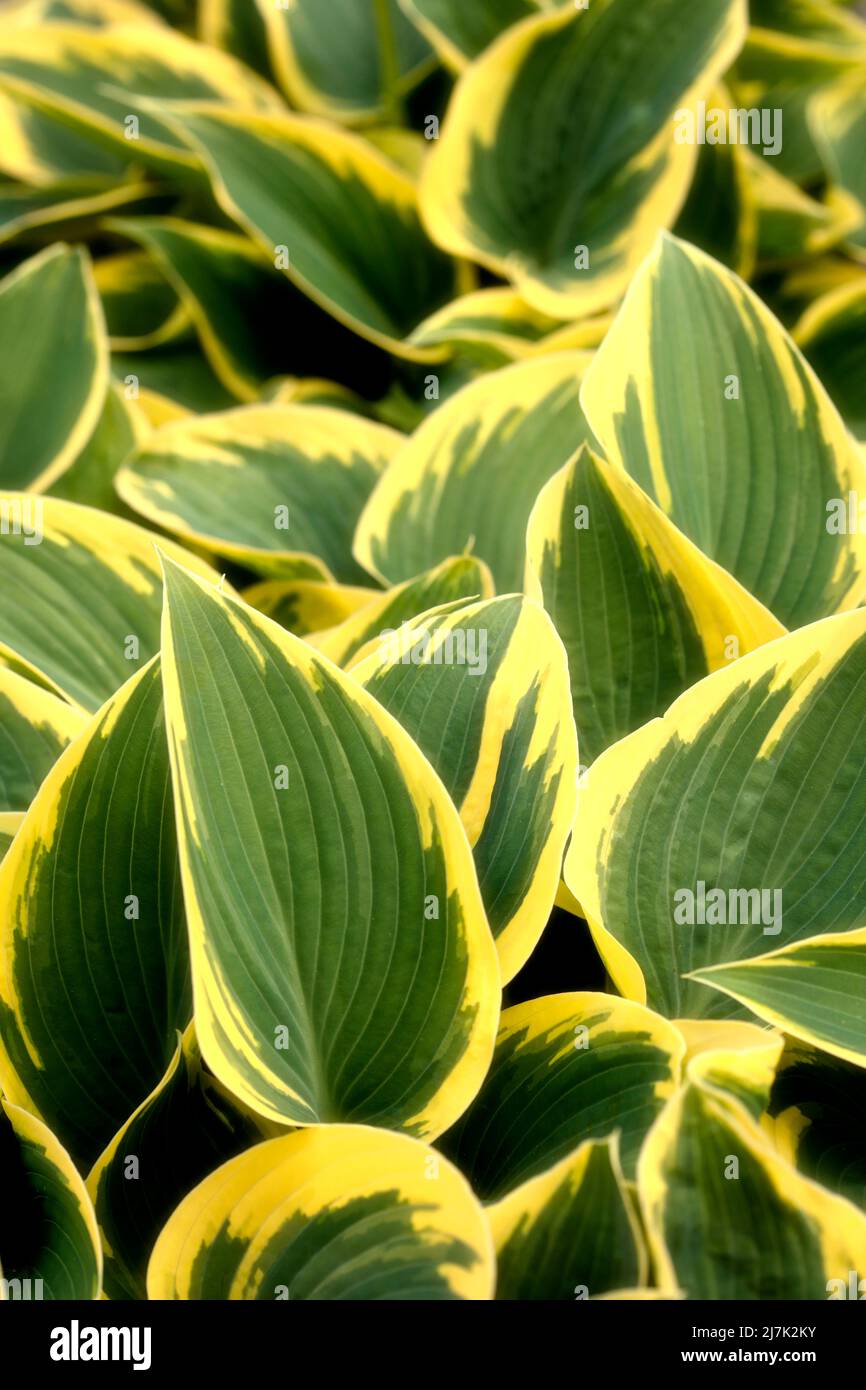 Semi abstract close-up plant portrait of Hosta 'First Frost’, plantain ...