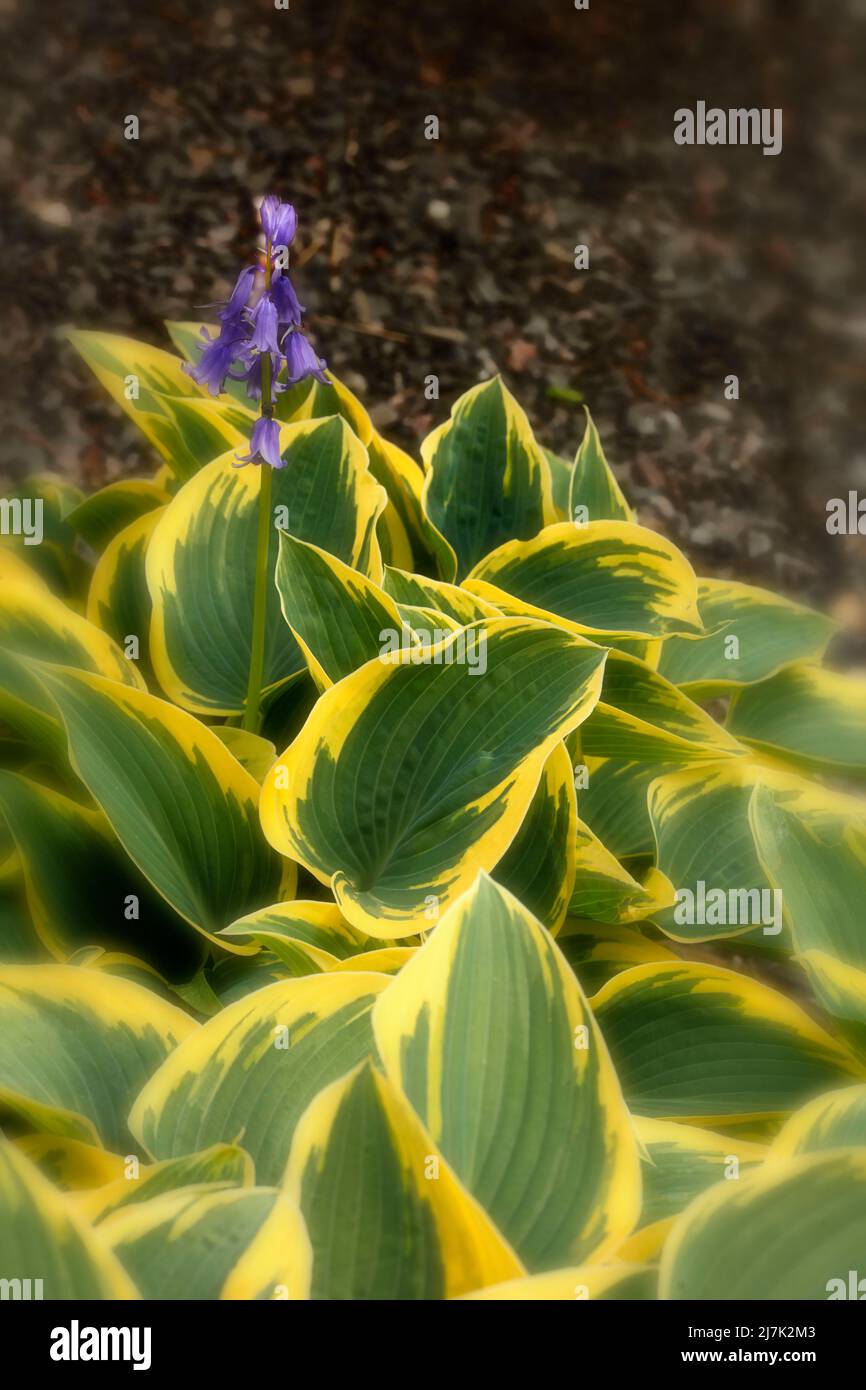Semi abstract close-up plant portrait of Hosta 'First Frost’, plantain ...