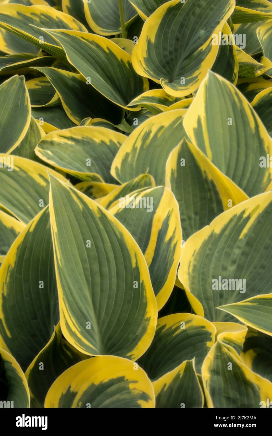 Semi abstract close-up plant portrait of Hosta 'First Frost’, plantain ...