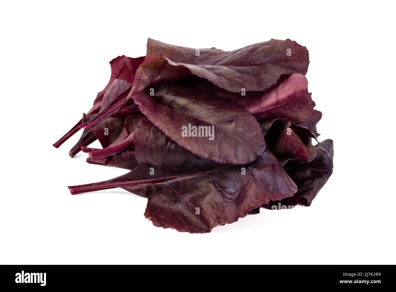Freshly harvested red beetroot leaves on an isolated white background ...
