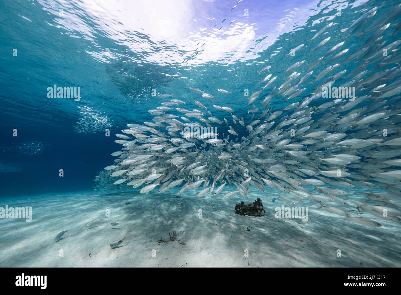 Seascape with Bait Ball, School of Fish, Mackerel fish in the coral ...