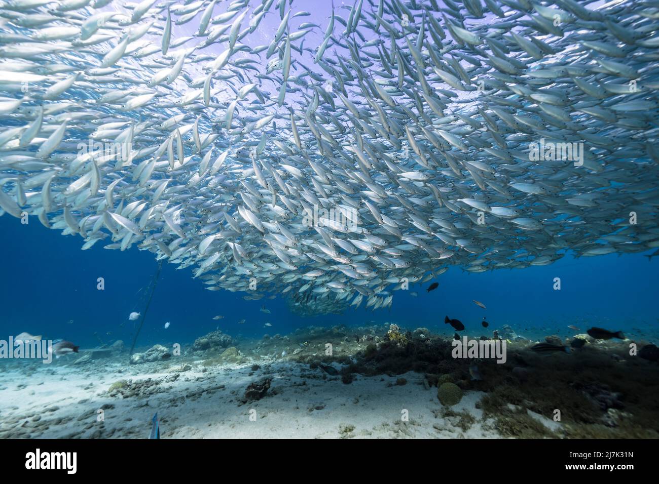Seascape with Bait Ball, School of Fish, Mackerel fish in the coral ...