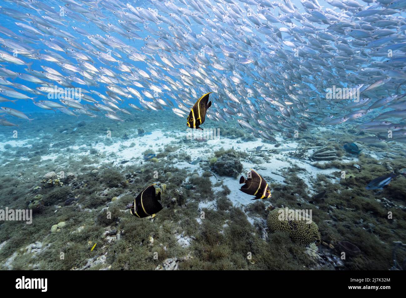 Seascape with Bait Ball, School of Fish, Mackerel fish in the coral ...