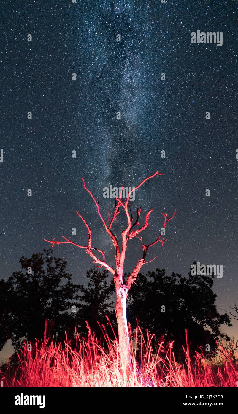Bloody tree hi-res stock photography and images - Alamy