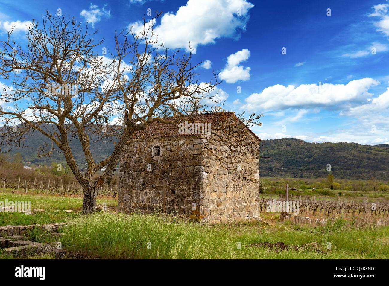 Old farm barn in spring vineyard. Adriatic agriculture Stock Photo - Alamy