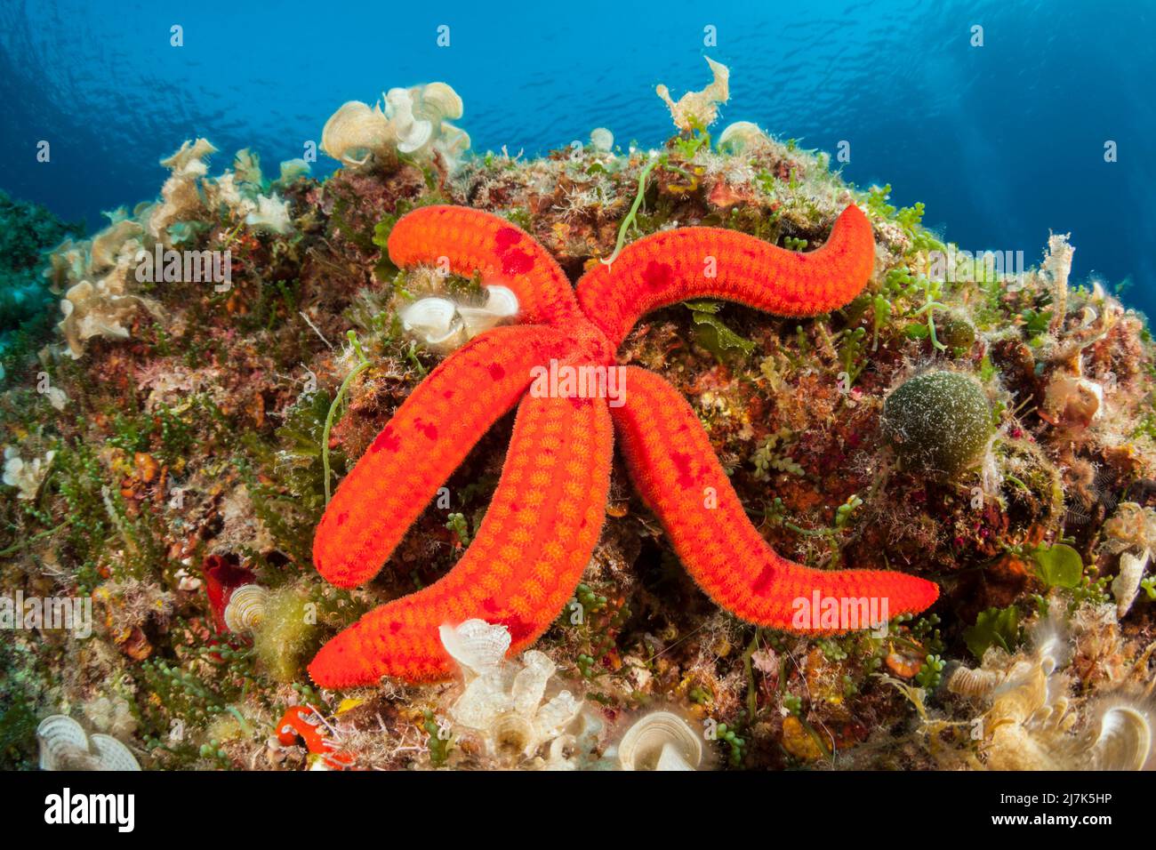 Purple Starfish, Echinaster sepositus, Vis Island, Mediterranean Sea ...