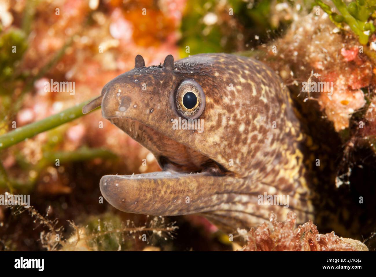 Mediterranean Moray, Muraena helena, Vis Island, Mediterranean Sea ...
