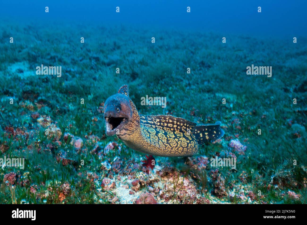 Mediterranean Moray, Muraena helena, Vis Island, Mediterranean Sea ...