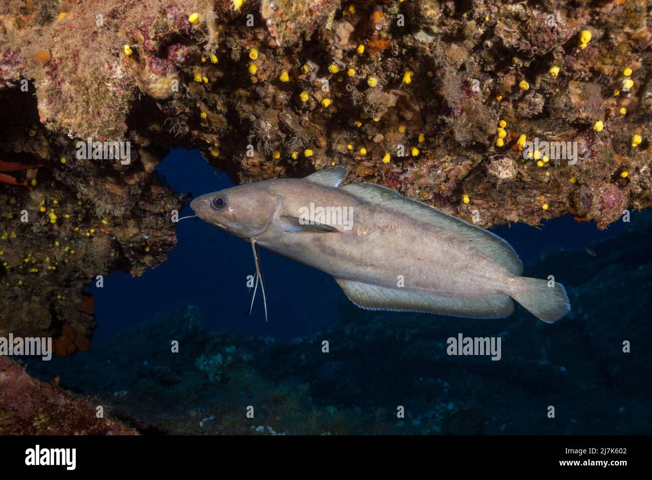 Mediterranean sea fish hi-res stock photography and images - Alamy