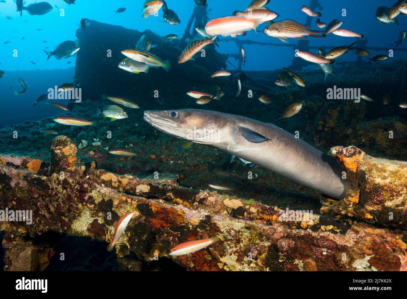 European Conger at Teti Wreck, Conger conger, Vis Island, Mediterranean ...