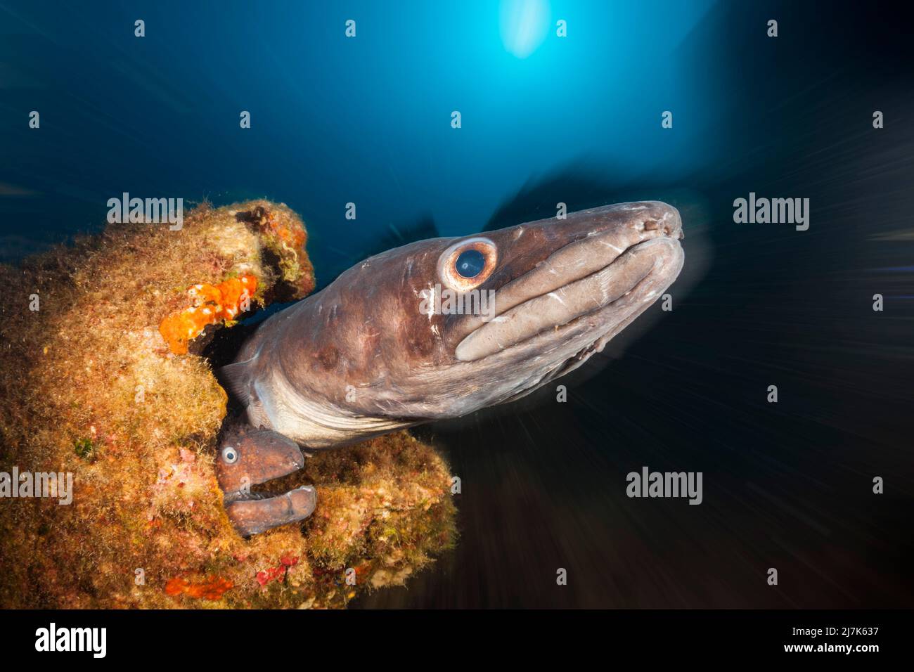 Conger eel underwater hi-res stock photography and images - Alamy