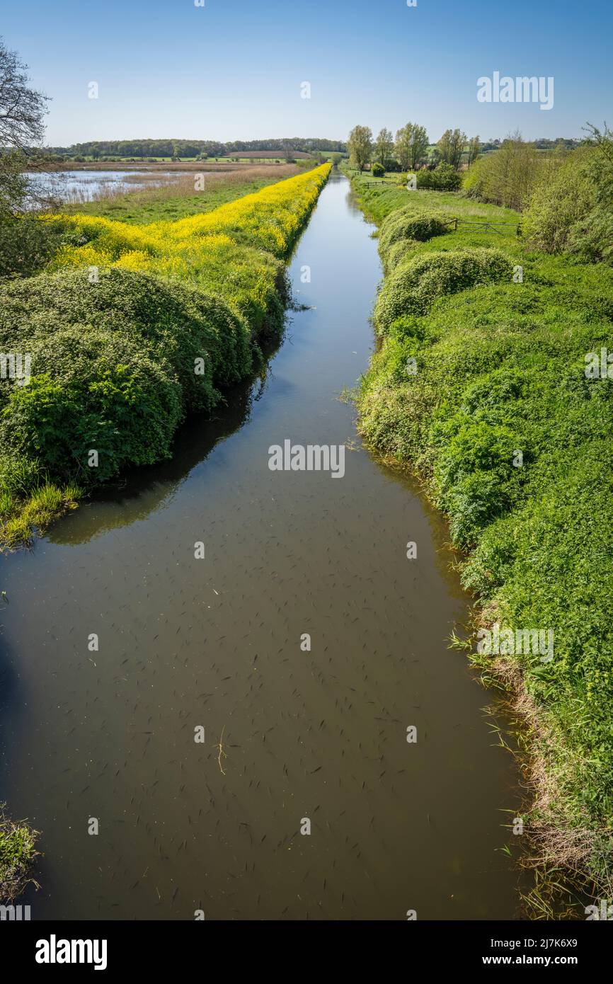 Rewilding of wetland area at Ham Wall RSPB nature reserve, Somerset ...