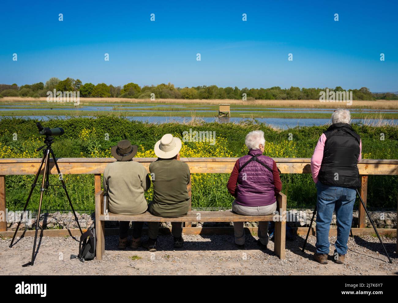 A group of birdwatchers view birds in a wetland at Ham Wall RSPB nature ...