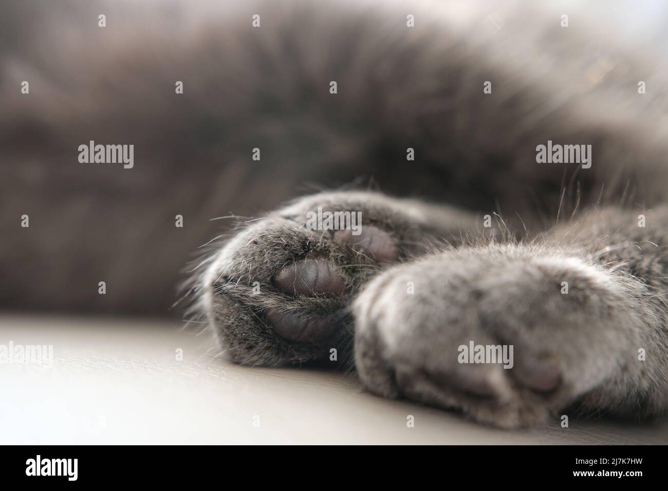 Pink cat paw pads hi-res stock photography and images - Alamy
