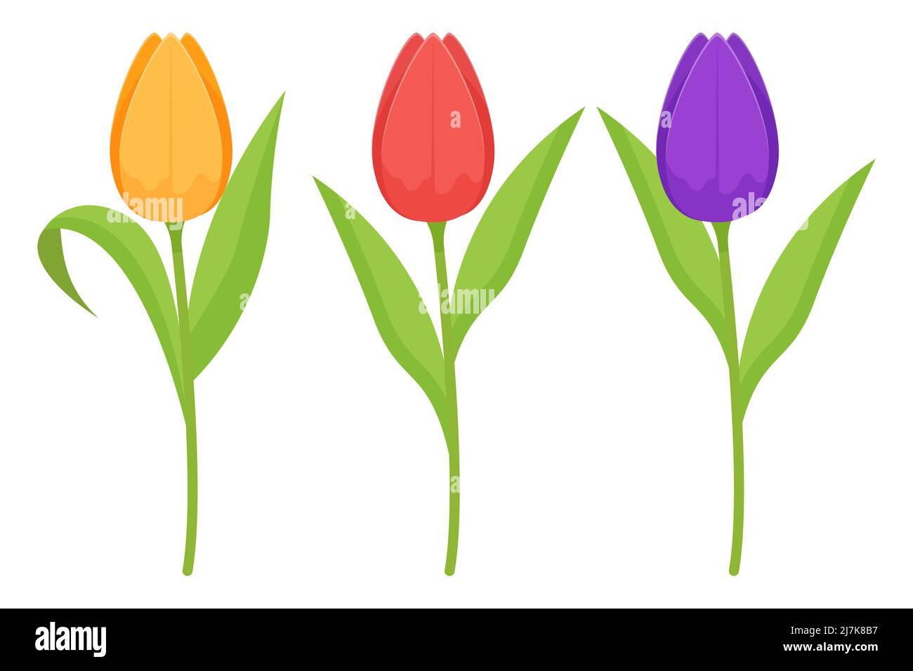 Branches of tulip flowers and green leaves. Flat vector illustration ...