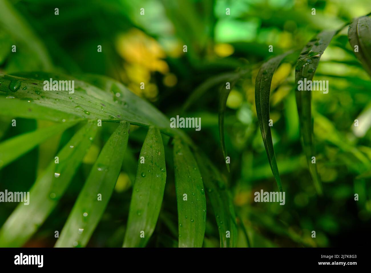 Close up of green areca palm plant, indoor palm tree. Howea forsteriana ...