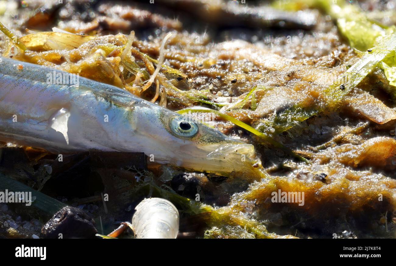 Septic problem hi-res stock photography and images - Alamy