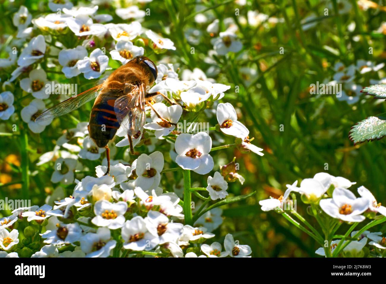Worker bee collects honey hi-res stock photography and images - Alamy