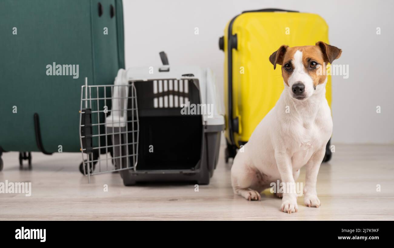 Jack russell terrier dog sits by suitcases and travel box. Ready for ...